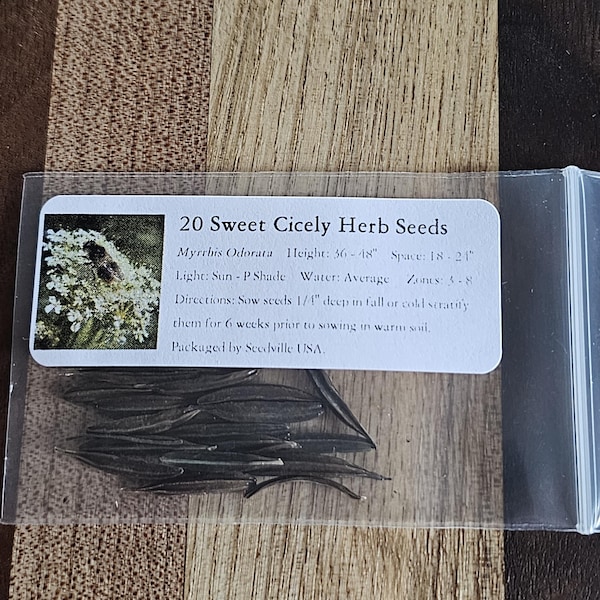 20 SWEET CICELY Myrrhis Odorata Herb Fragrant Flower Licorice Flavor ...
