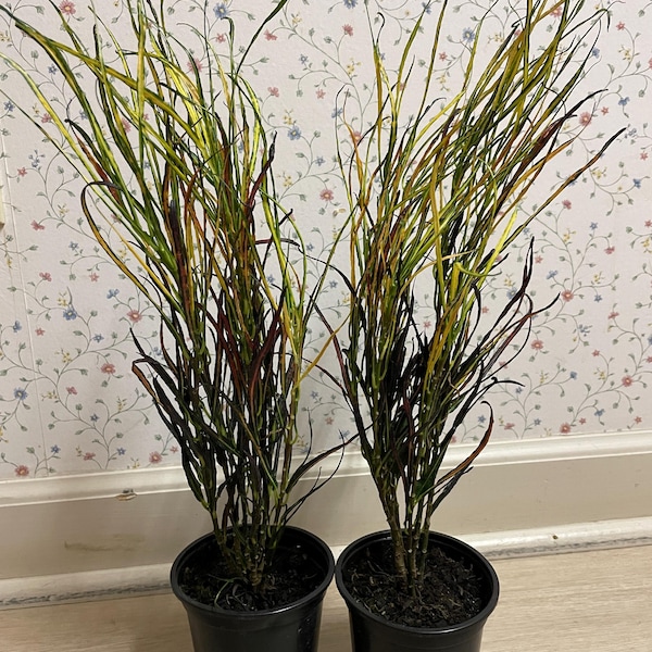 Kei Yoki African Violet Starter Plant ALL PLANTS Require You to ...