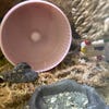 Hermit Crab Foraging Dish Hanging Shell Dish Hermit Crab Enrichment - Etsy