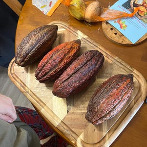 WHOLESALE BOX of Cut Red or Green Sugarcane - Etsy