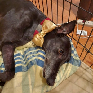 Thanks, Dawg Greeting Card Thank You Card Dog Thank You Card Dog Lover ...