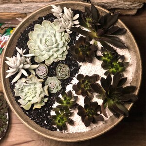 3.5 Giant Chin Cactus Gymnocalycium Saglione - Etsy