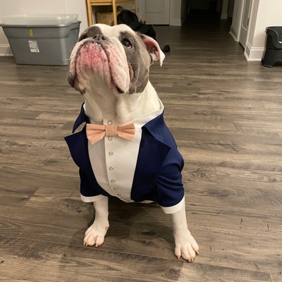Navy Blue Dog Tuxedo With Blush Bow Tie Dog Wedding Attire Formal Dog Suit English Bulldog ...