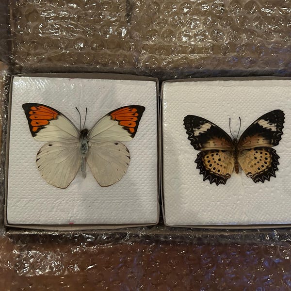 World's Largest Cicada Species 7-8" Wingspan | Megapomponia Merula ...