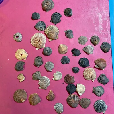 Seashell Crafting Kit Mini Shells for Creative DIY Projects Beach Art ...