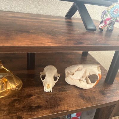 Sylvilagus Floridanus / Rabbit Atlas Vertebrate Butterfly Bone - Etsy