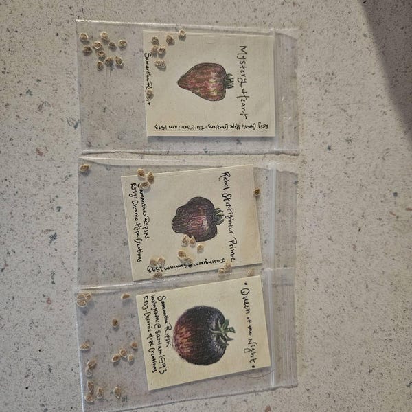 Wooly Kate Yellow Tomato Seeds With Illustrated Sticker--fuzzy, Unique ...