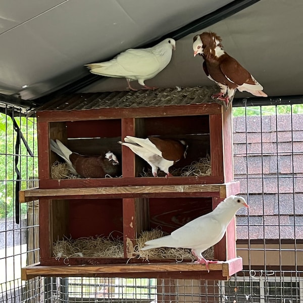Chicken Nesting Box Wall or Floor Storage Display Cabinet Made of Barn ...