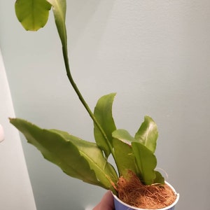 Dwarf Moses in the Cradle/ Boat Lily/ Oyster Plant - Etsy