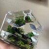JC Decorated Hexagon Enclosures - Etsy