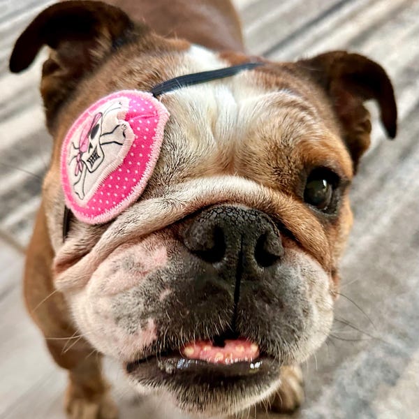 Custom Eye Patch for Dogs or Cats 100 % Cotton/ No Felt - Etsy