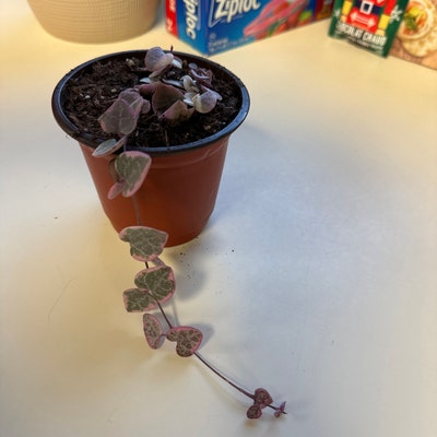 Peperomia ruby Cascade Trailing Succulent, Indoor Plant - Etsy