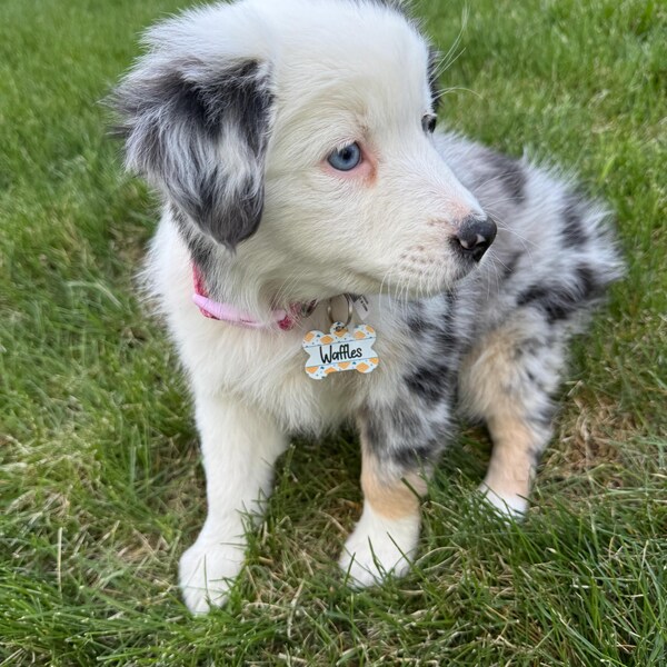 Checker Pet Tag - Customizable Dog ID With Retro Checkerprint Theme ...