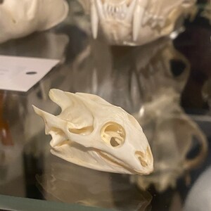 Exquisite Real Mink Skull Bone Specimen After Cleaned and - Etsy