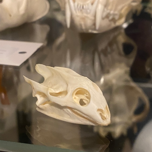 Exquisite Real Soft Shelled Turtle Skull Bone Specimen After Cleaned ...
