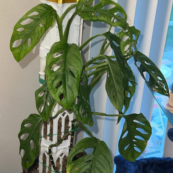 Gothic Tower Stackable Moss Pole Stls for 3D Printing, Plant Totem ...