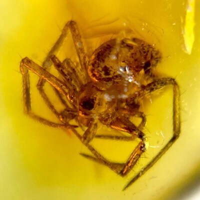 Megalodon Shark Tooth Giant 3.993 Real Fossil From South Carolina FREE ...