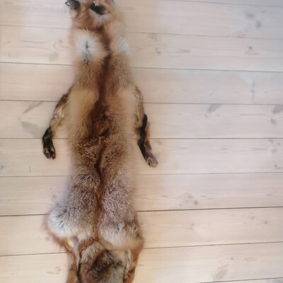 Gold Fox Pelt With Paws and Claws Fox Pelt Fox Skin Fox - Etsy