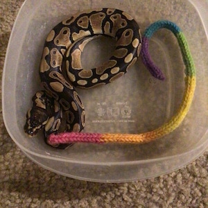 Custom Pride Flag Snake all Snakes Pitchers Are Cerintly for Sale on My ...