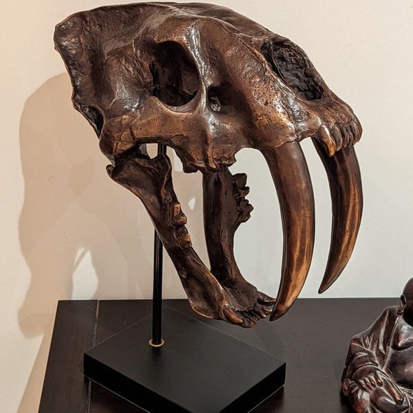 XL Bronze Sabertooth Tiger Skull, Gold Polished Bronze, Saber-toothed ...