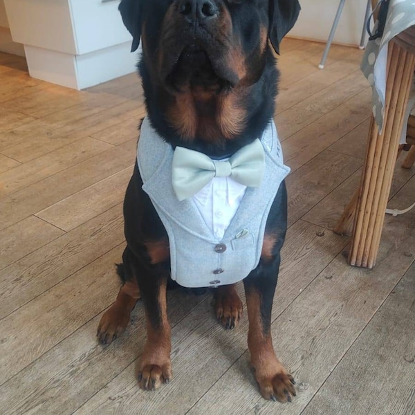 Wedding Day Dog Suit Attire for Dogs, Suit Harness for Dogs, Special ...
