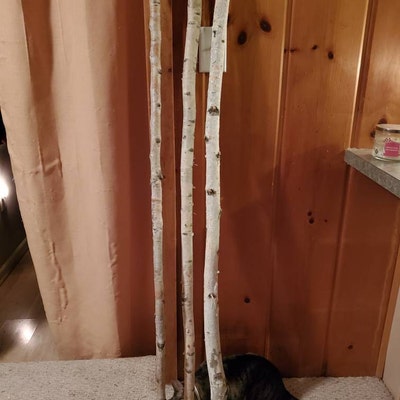 Thick Level White Birch Slabs Dried Birch Tree Disk Tree - Etsy