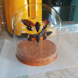 Colourful Lanternfly pyrops Gunjii Cicada Glass Bell Cloche | Etsy