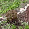 Wrought Iron 31" Ball Top Triangle Topiary Flower Trellis, Metal Plant ...