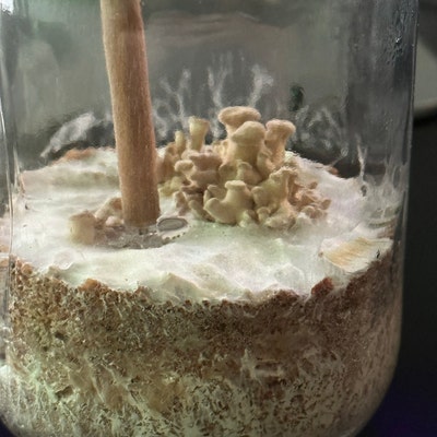 Burn Morel Liquid Mushroom Culture for Mushroom Cultivation. - Etsy
