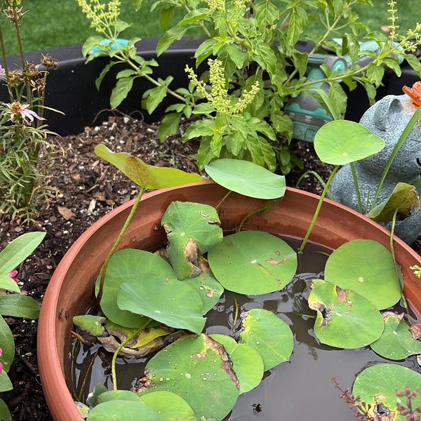 50pcs Pink Pooh Sunflower Seeds | Unique Pink Blooms | Non-gmo ...