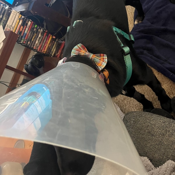 Custom Tartan Personalized Dog Collar, Matching Dog Bowtie, Dog Leash ...