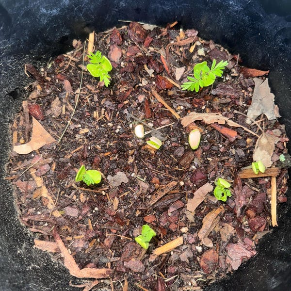 Southern Red Oak Tree (quercus Falcata) Seeds - NEW FOR FALL 2024 - Etsy