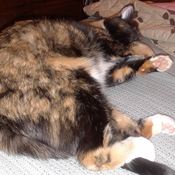 Cat Keyring - the Original Fat Cat Hand Knitted Keyring, Bag Charm ...