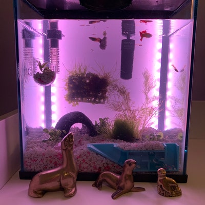 Live Subwassertang Moss Aquarium Plant Fast and Easy to Grow With Low ...