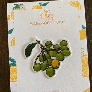 Puerto Rican Quenepa Fruit Illustration Sticker - Etsy