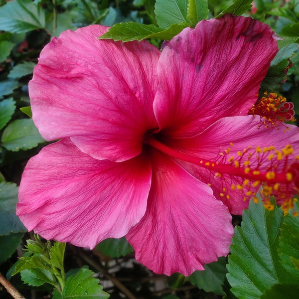 Am I Cursed Evil Eye is Black Magic on Me Haunted Bewitched - Etsy