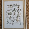 Herbology Medicinal Plant Chart Magic Botanical Watercolor Printable ...
