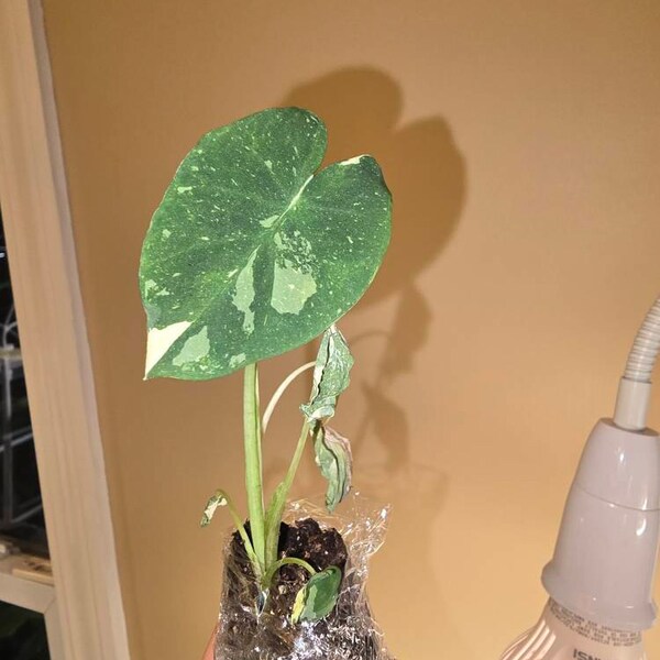 Philodendron Birkin Galaxy Starter Plant ALL STARTER PLANTS Require You ...