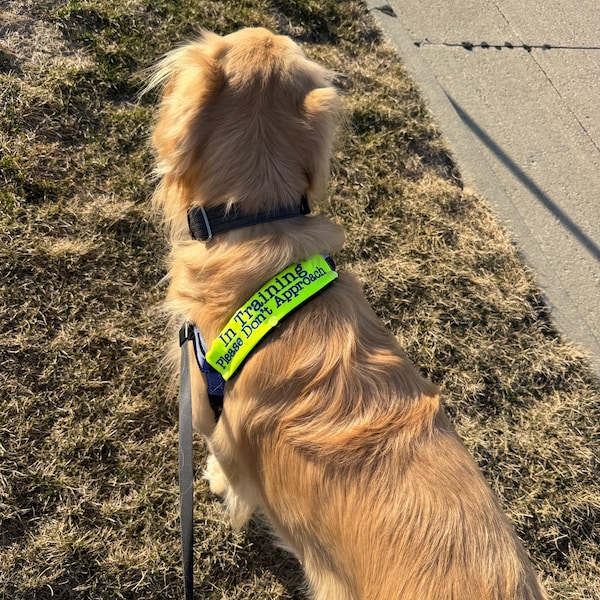 Vest (adjustable Size), "in Training Do Not Approach", Light Weight Sd ...