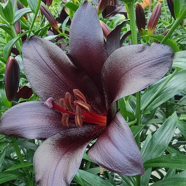 Starter Plant Thanksgiving/ Holiday Cactus "limelight Dancer" in a 3 ...