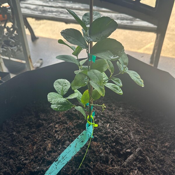 MEYER LEMON TREE (valley Lemon) - Texas Grown - Certified Nursery ...