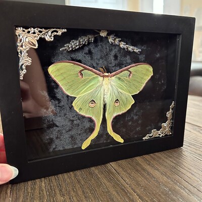3 PRACTICE Grade Specimens of LUNA Moth Actias Luna - Etsy