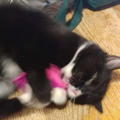 Big Moo's Organic Ground Catnip All Natural Organic - Etsy