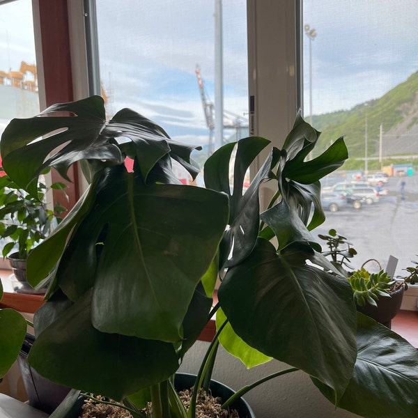 Monstera Deliciosa Large Tropical Split Leaf Plant 3 Gallon / 10" Pot ...