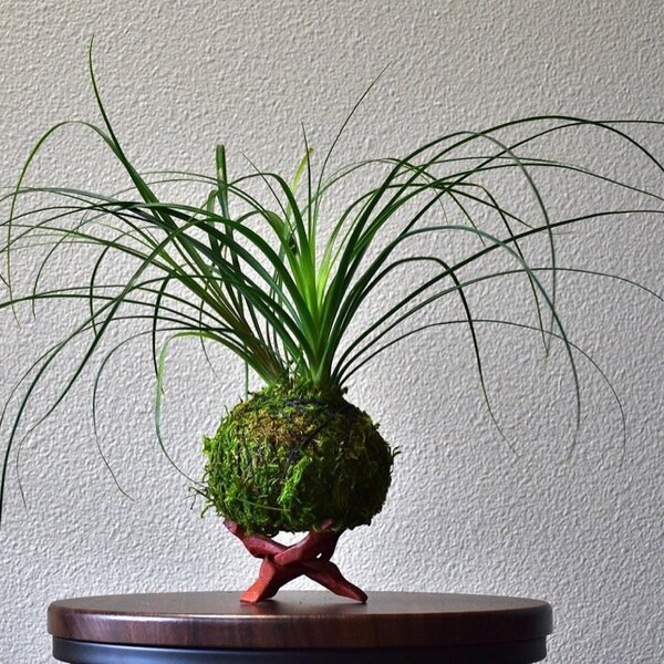 Hand Carved Indian Sheesham Wood Tripod Seashell Cobra Stands ...