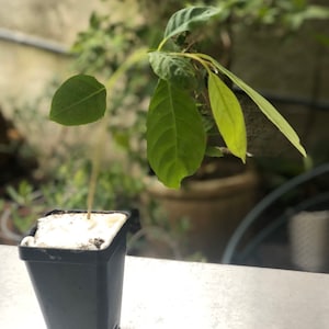 Rollinia Deliciosa Biriba Potted PLANT Tropical Tree - Etsy