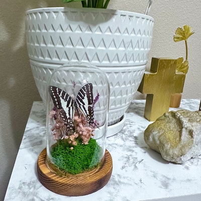 Extra Large Butterfly Dome 3 Black Butterflies Real Preserved Taxidermy ...