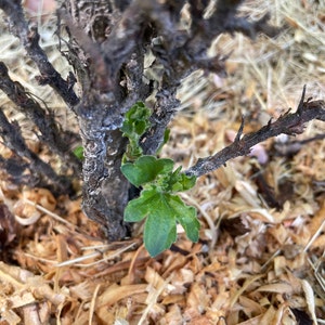 Evergreen Huckleberry scarlet Ovation - Etsy