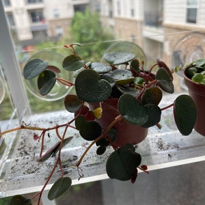 Peperomia Ruby Cascade, Trailing Peperomia, Trailing Plant, Hanging ...