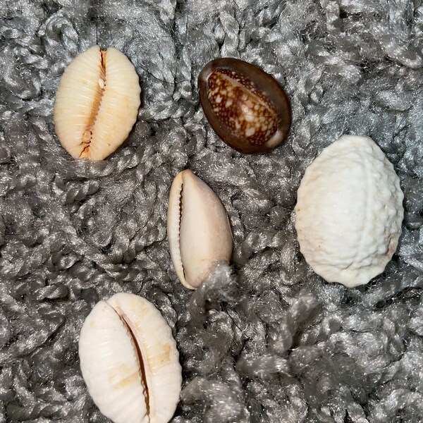 Opihi Limpet Hawaiian Shells 10 Shells Hawaii Shell Jewelry Making ...